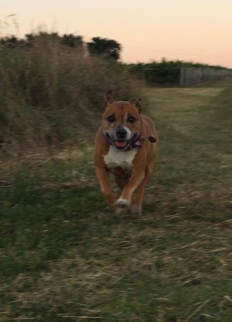 IN MEMORY OF MOLLY - Rouse Hill Family Veterinarian Blog