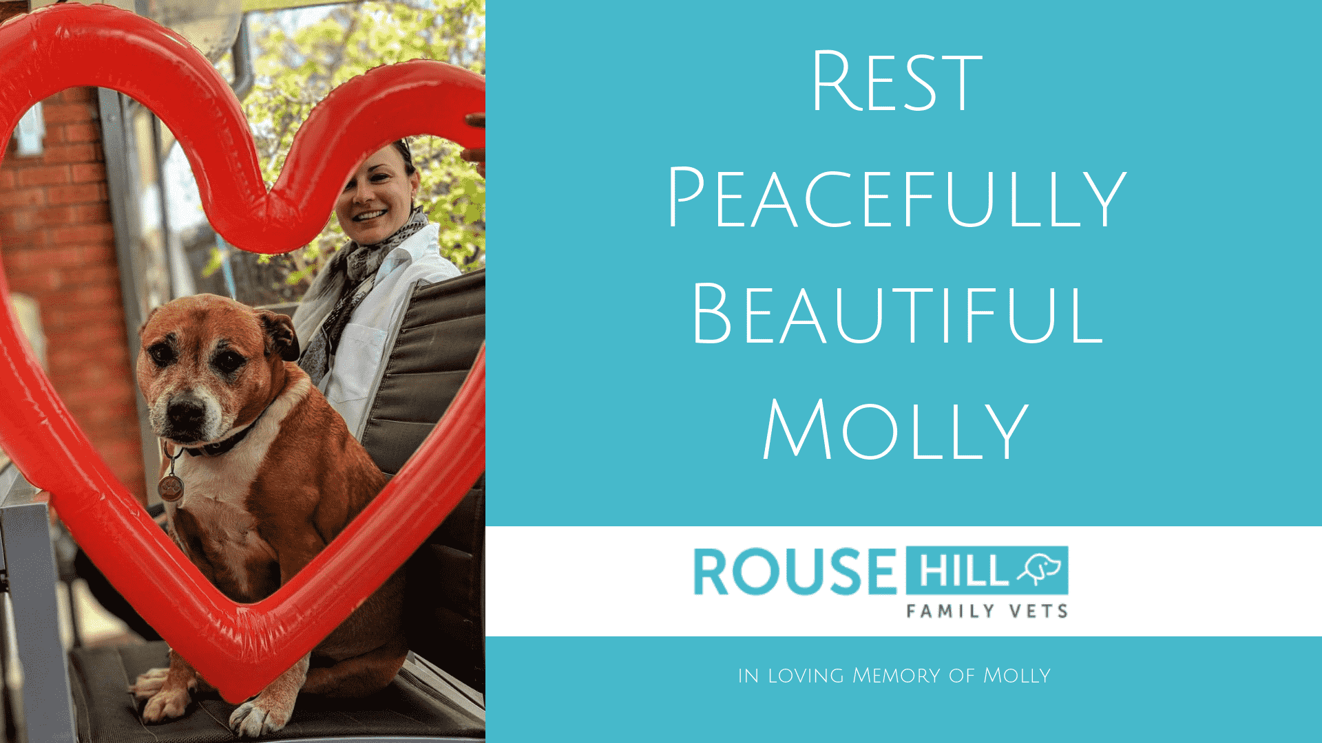 IN MEMORY OF MOLLY - Rouse Hill Family Veterinarian Blog