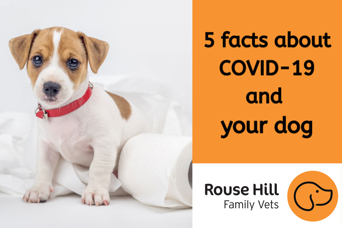 5 facts about COVID-19 and your dog - Rouse Hill Family Veterinarian