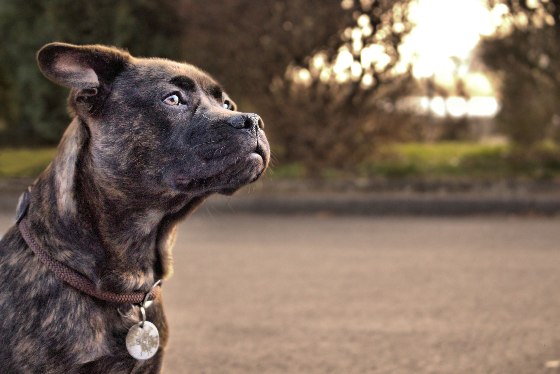 Pet Specialist Care Rouse Hill NSW 2155 - Rouse Hill Family Veterinarian