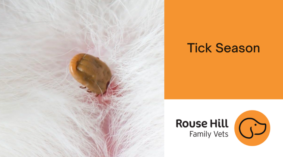 Pet Information - Rouse Hill Family Veterinarian