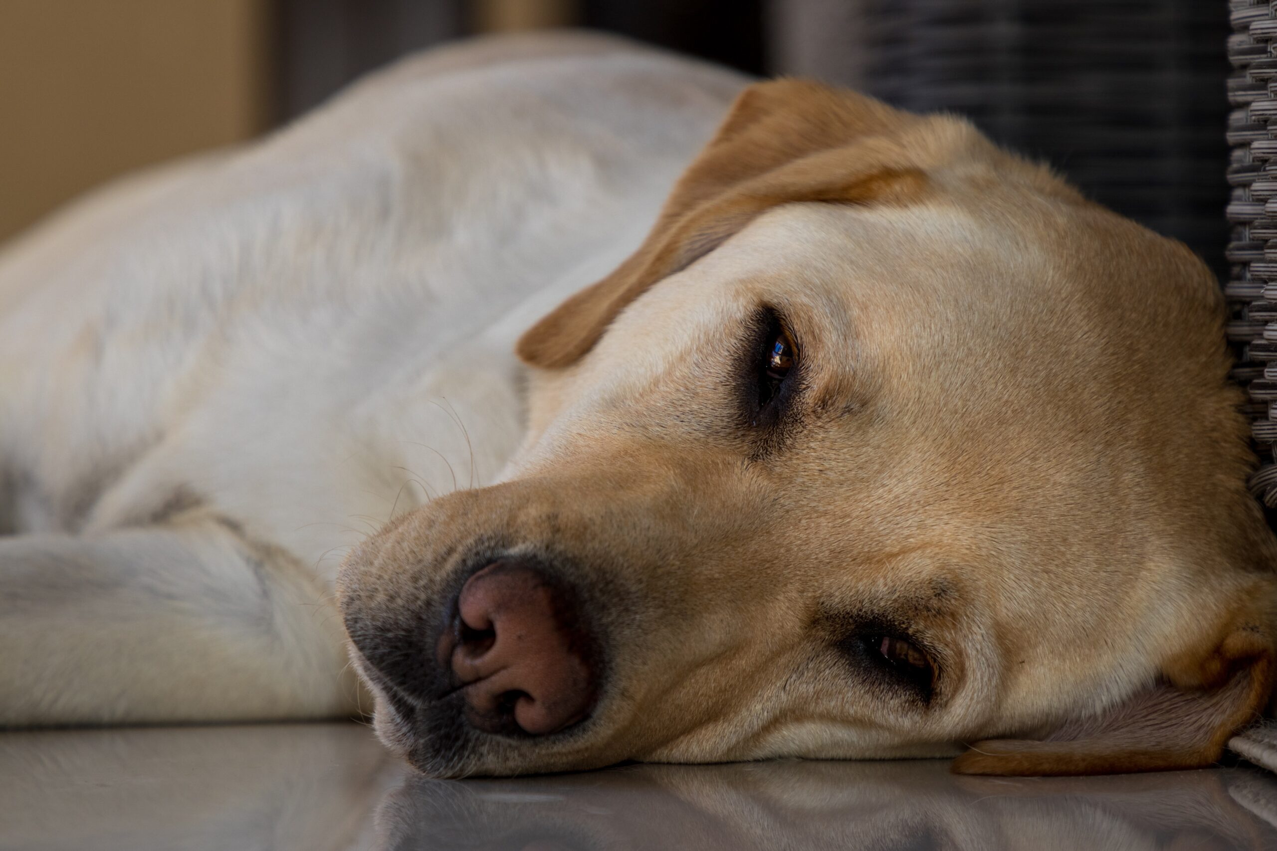 What Happens when my Pet has a Gastrointestinal Upset? - Rouse Hill ...