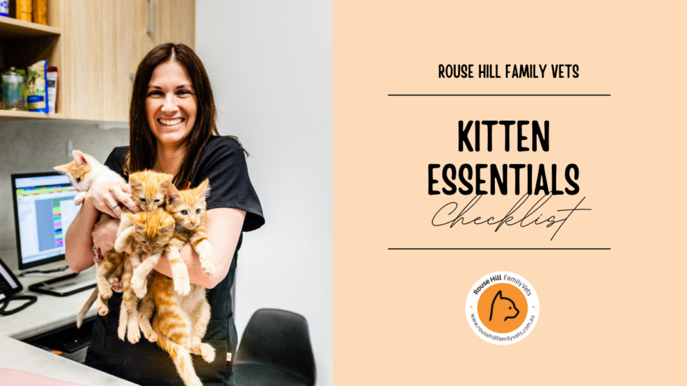 Kitten Essentials Kitten Essentials - Rouse Hill Family Veterinarian