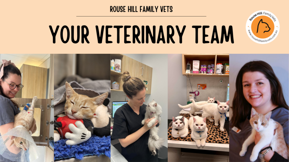 Kitten Essentials Kitten Essentials - Rouse Hill Family Veterinarian