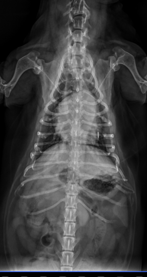 Lani’s altercation with a chicken foot! - Rouse Hill Family Veterinarian