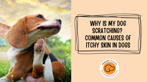 Why is My Dog Scratching? Common Causes of Itchy Skin in Dogs - Rouse ...