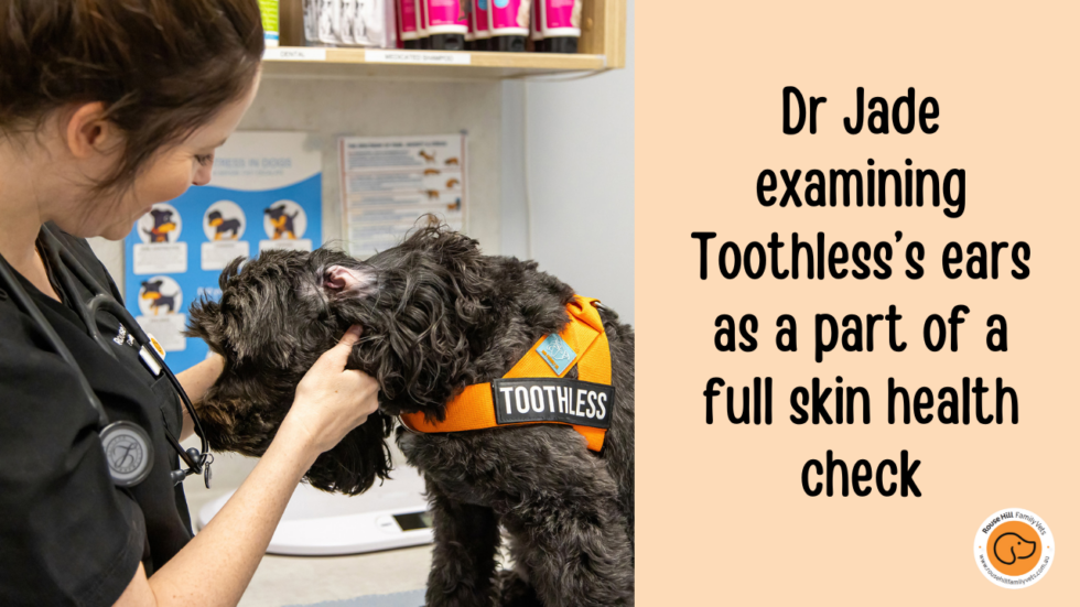 Why is My Dog Scratching? Common Causes of Itchy Skin in Dogs - Rouse ...