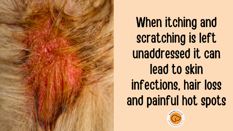 Why is My Dog Scratching? Common Causes of Itchy Skin in Dogs - Rouse ...