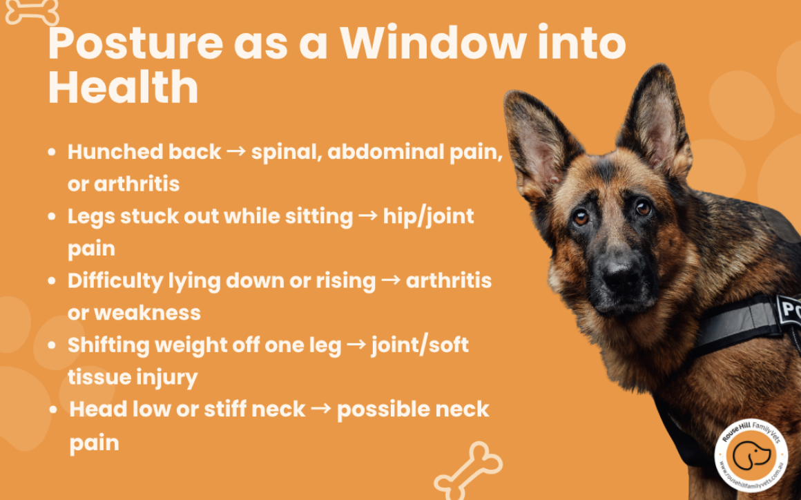 What Your Dog’s Posture Is Telling Us - Rouse Hill Family Veterinarian