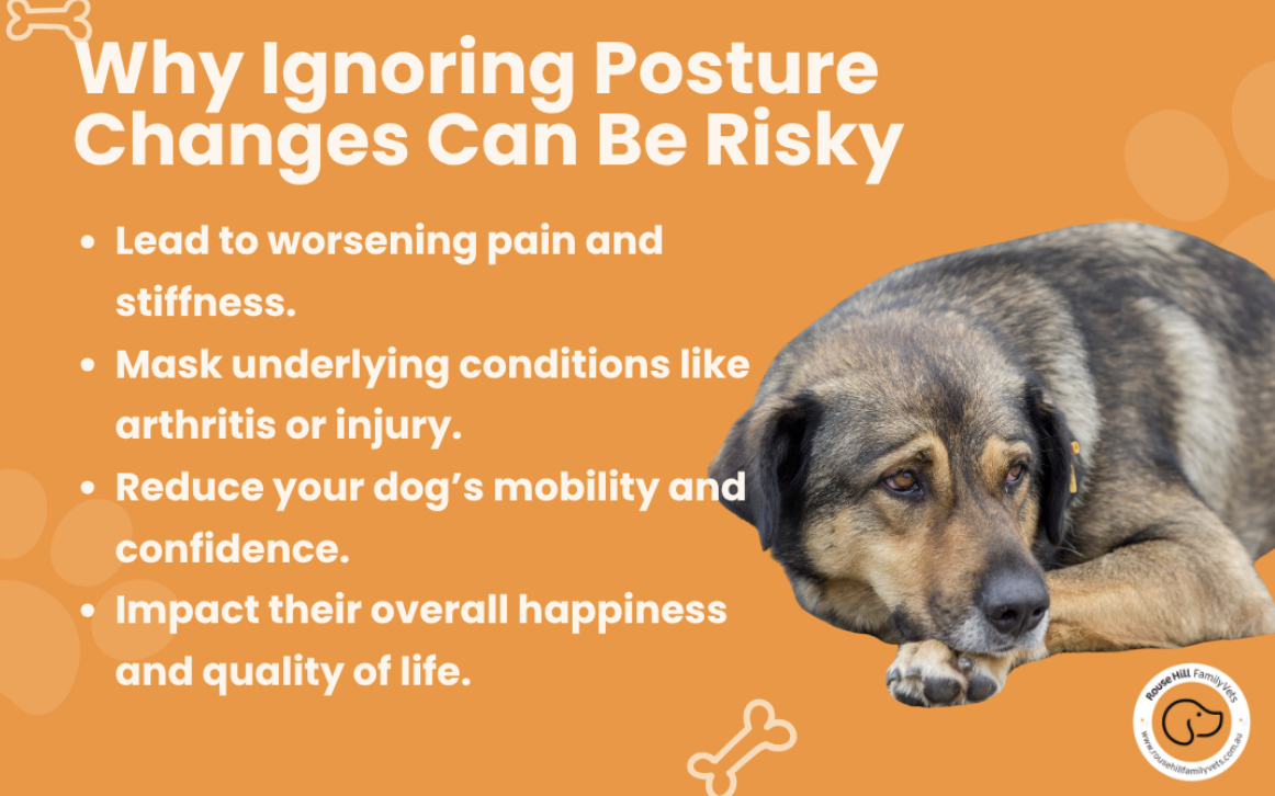 What Your Dog’s Posture Is Telling Us - Rouse Hill Family Veterinarian